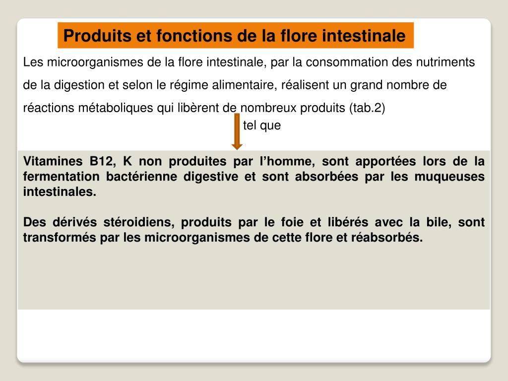 PPT - Flore bactérienne normale du tractus gastro-intestinal PowerPoint ...