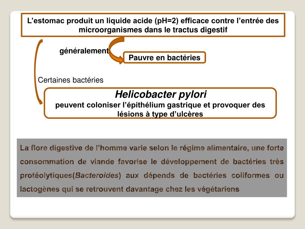 PPT - Flore bactérienne normale du tractus gastro-intestinal PowerPoint ...