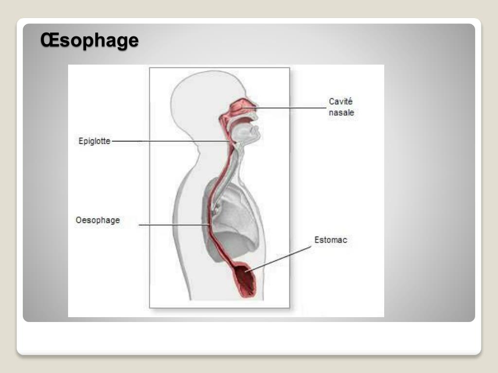 PPT - Flore bactérienne normale du tractus gastro-intestinal PowerPoint ...