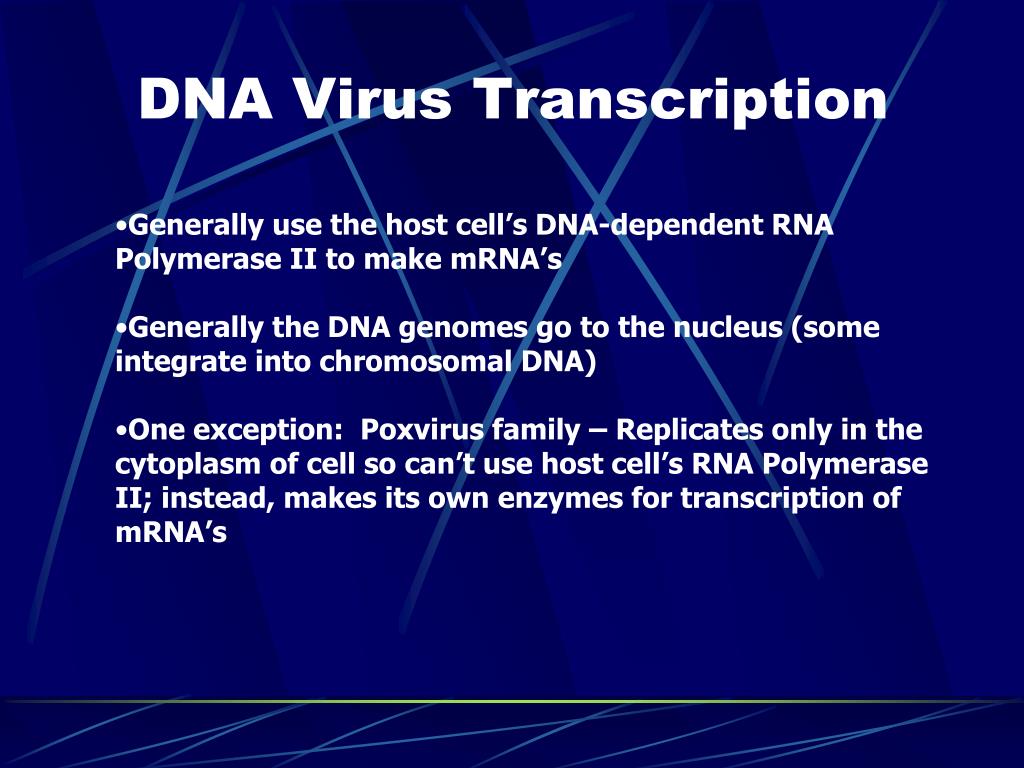 PPT - Introduction to Virology Casey D. Morrow, Ph.D. Department of ...