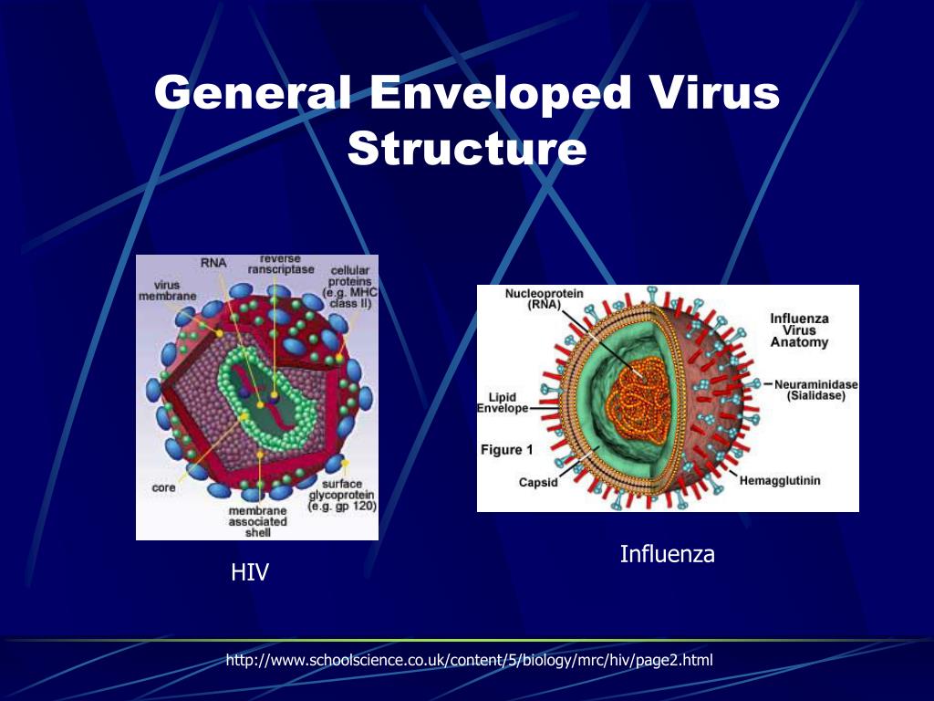 PPT - Introduction to Virology Casey D. Morrow, Ph.D. Department of ...