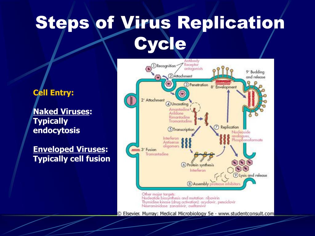 PPT - Introduction to Virology Casey D. Morrow, Ph.D. Department of ...