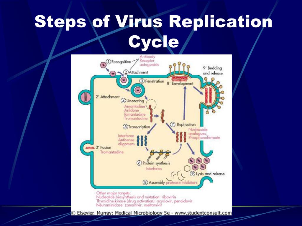 PPT - Introduction to Virology Casey D. Morrow, Ph.D. Department of ...