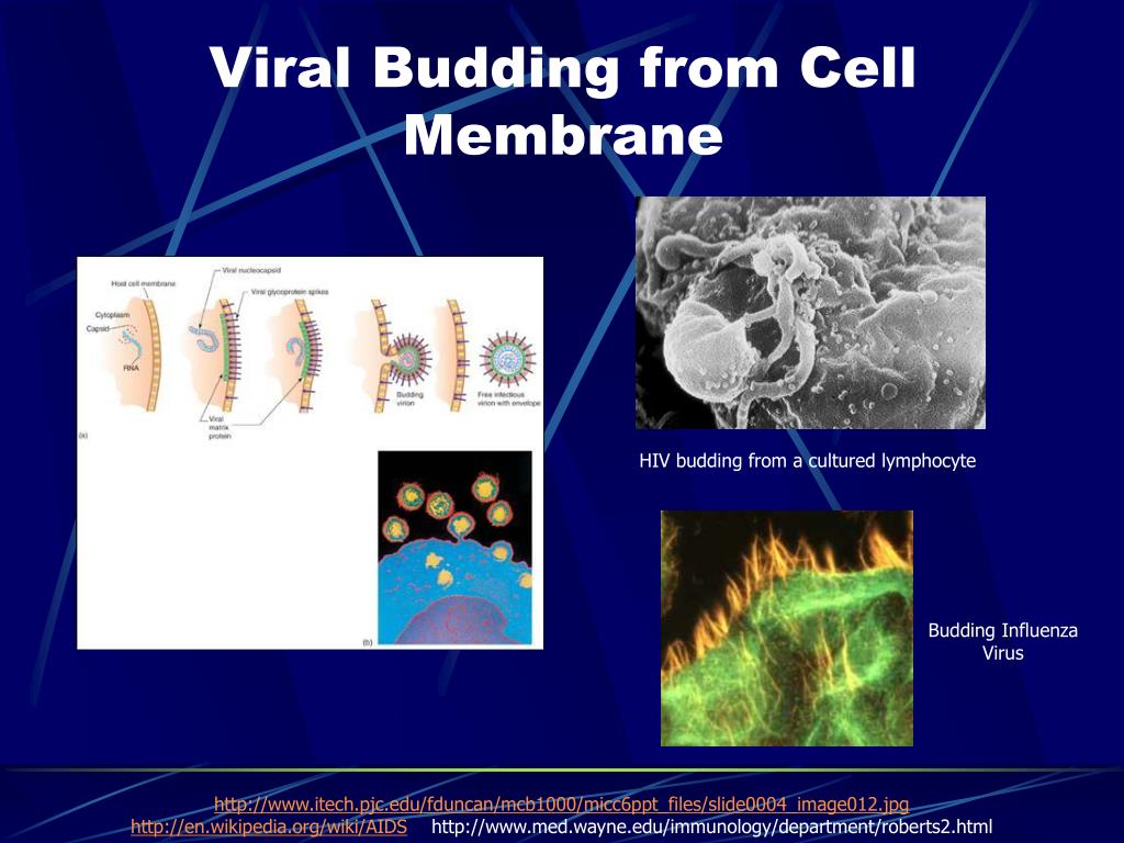 PPT - Introduction to Virology Casey D. Morrow, Ph.D. Department of ...