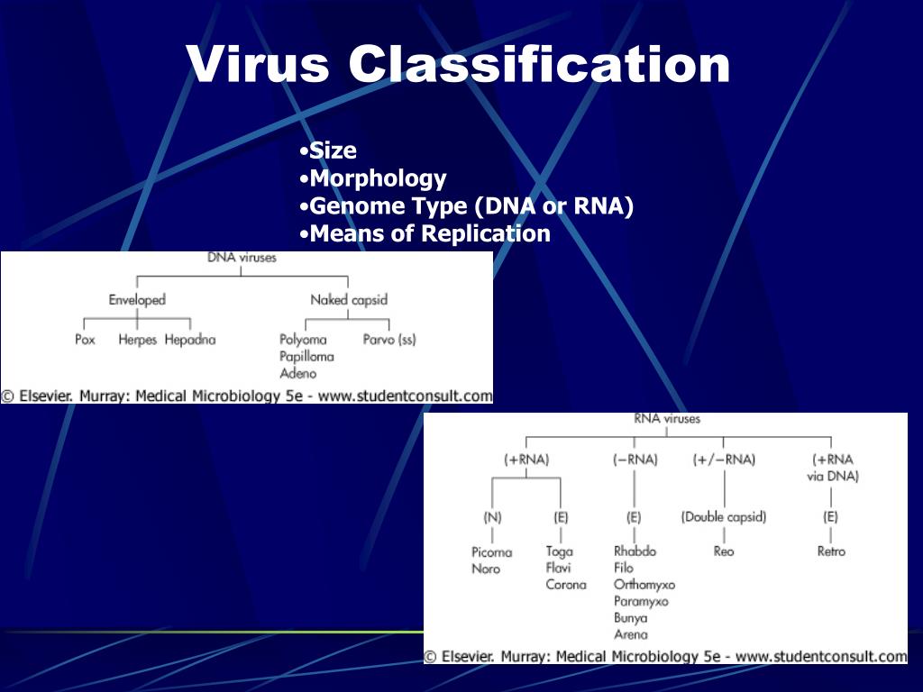 PPT - Introduction to Virology Casey D. Morrow, Ph.D. Department of ...