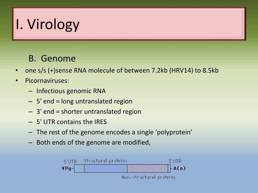 PPT - Foot and Mouth Disease Virus ( Aphthovirus ) PowerPoint ...