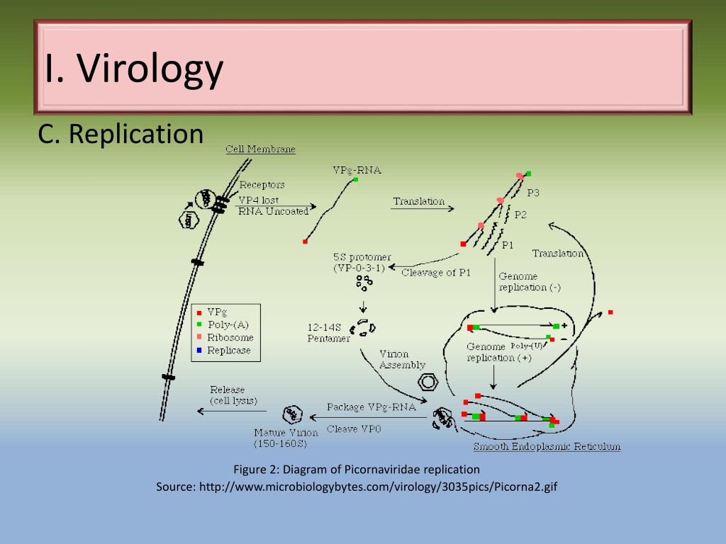 PPT - Foot and Mouth Disease Virus ( Aphthovirus ) PowerPoint ...