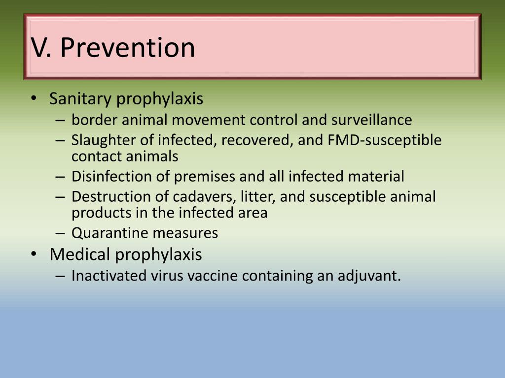 PPT - Foot and Mouth Disease Virus ( Aphthovirus ) PowerPoint ...