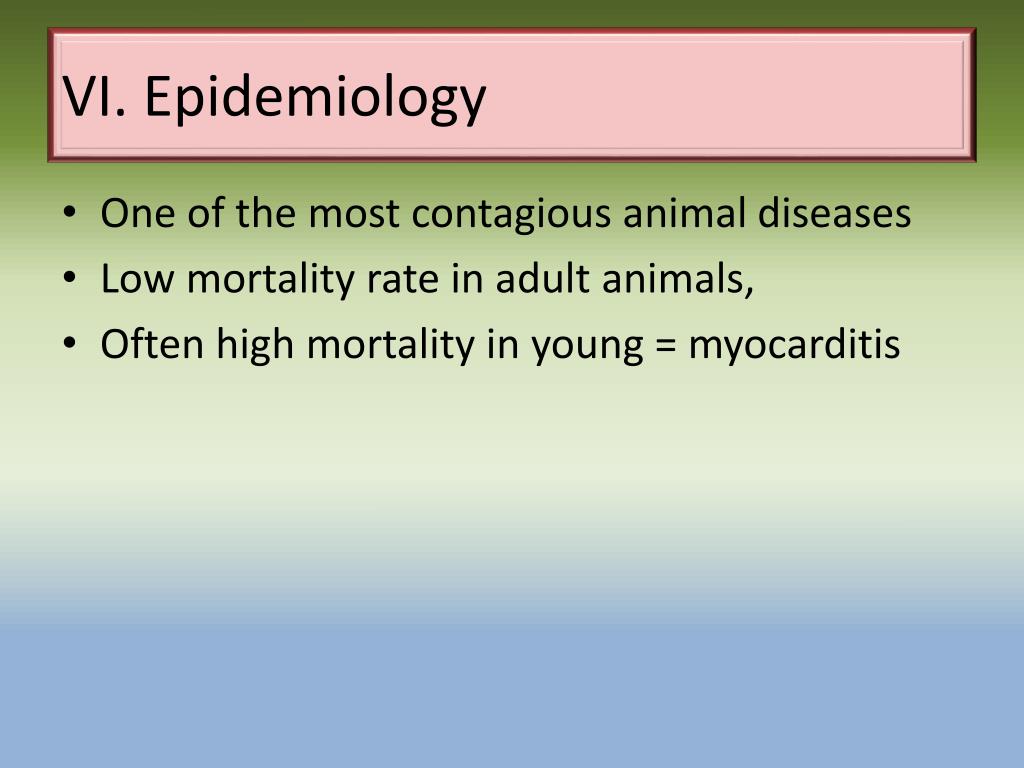 PPT - Foot and Mouth Disease Virus ( Aphthovirus ) PowerPoint ...