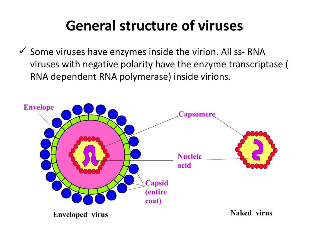 General Virus Structure General Virus Structure
