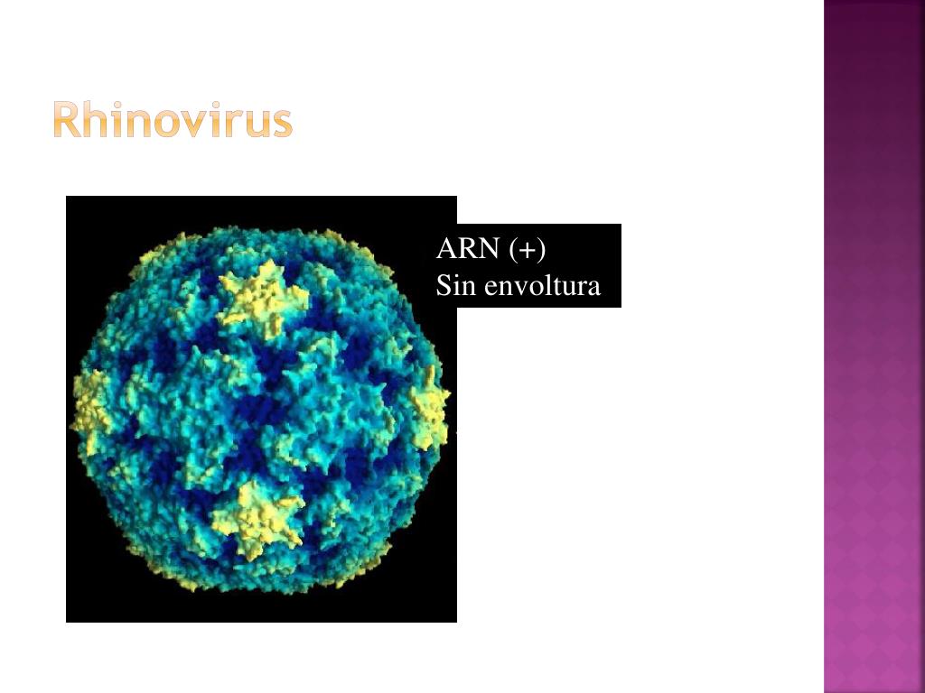 PPT - VIRUS RESPIRATORIOS Rhinovirus influenza parainfluenza PowerPoint ...