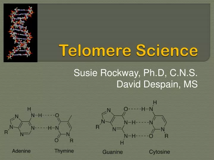 PPT - Telomere Science PowerPoint Presentation, free download - ID:2275226