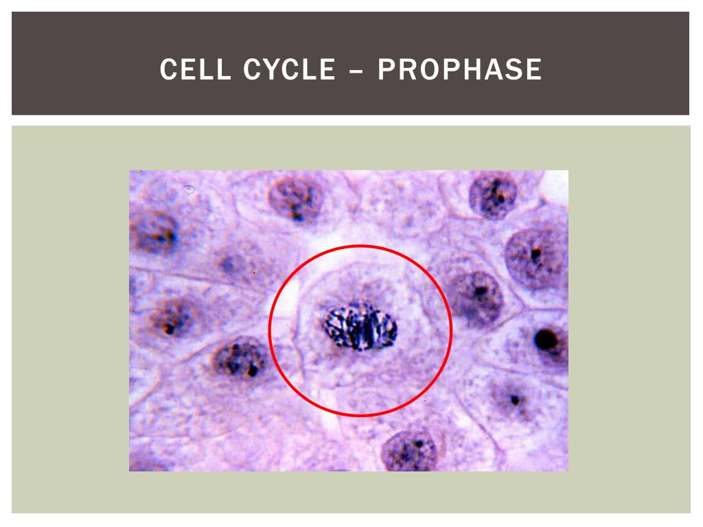 PPT - Cell Division mitosis and meiosis PowerPoint Presentation, free ...