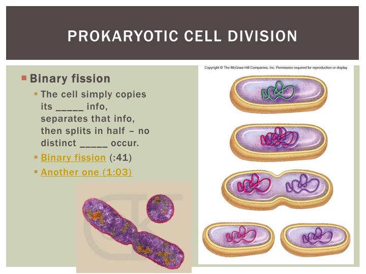 PPT - Cell Division mitosis and meiosis PowerPoint Presentation - ID ...