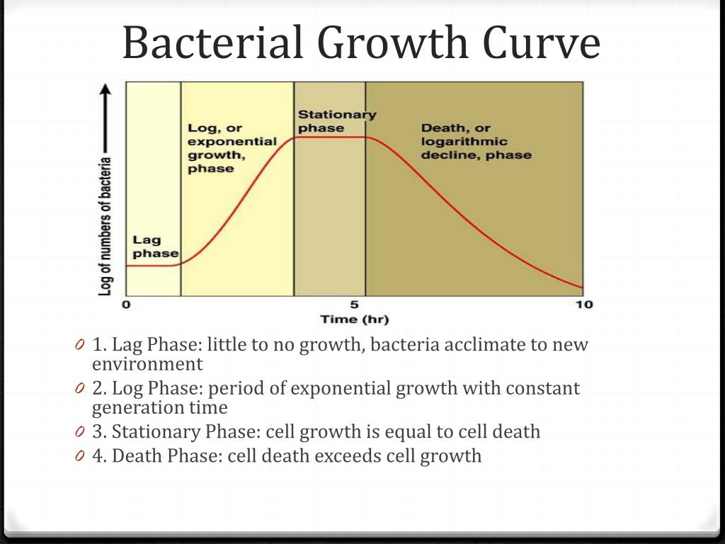 Bacterial Growth Curve Definition Phases And Measurem - vrogue.co Bacterial Growth Curve Definition Phases And Measurem - vrogue.co