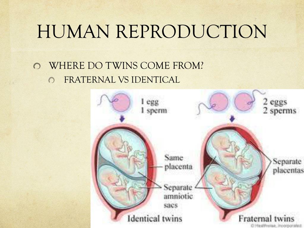 Reproduction In Humans