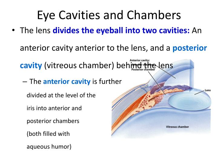 PPT - Anatomy of the Eye PowerPoint Presentation - ID:2276068