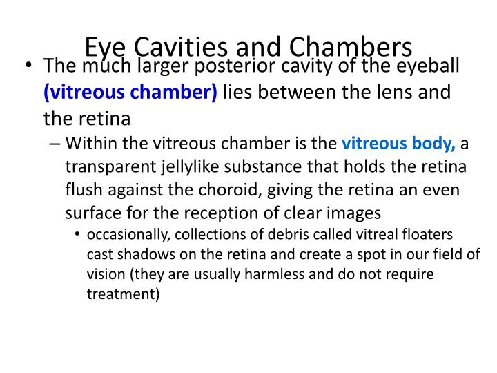 PPT - Anatomy of the Eye PowerPoint Presentation - ID:2276068