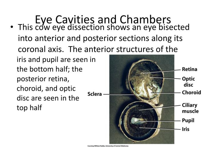 PPT - Anatomy of the Eye PowerPoint Presentation - ID:2276068