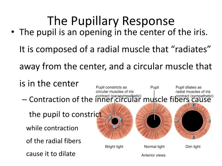 PPT - Anatomy of the Eye PowerPoint Presentation - ID:2276068