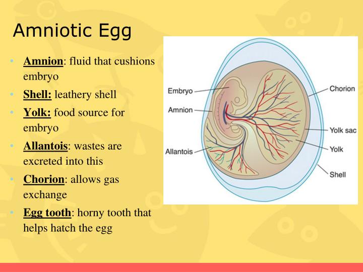 PPT - Phylum Chordata PowerPoint Presentation - ID:2276310