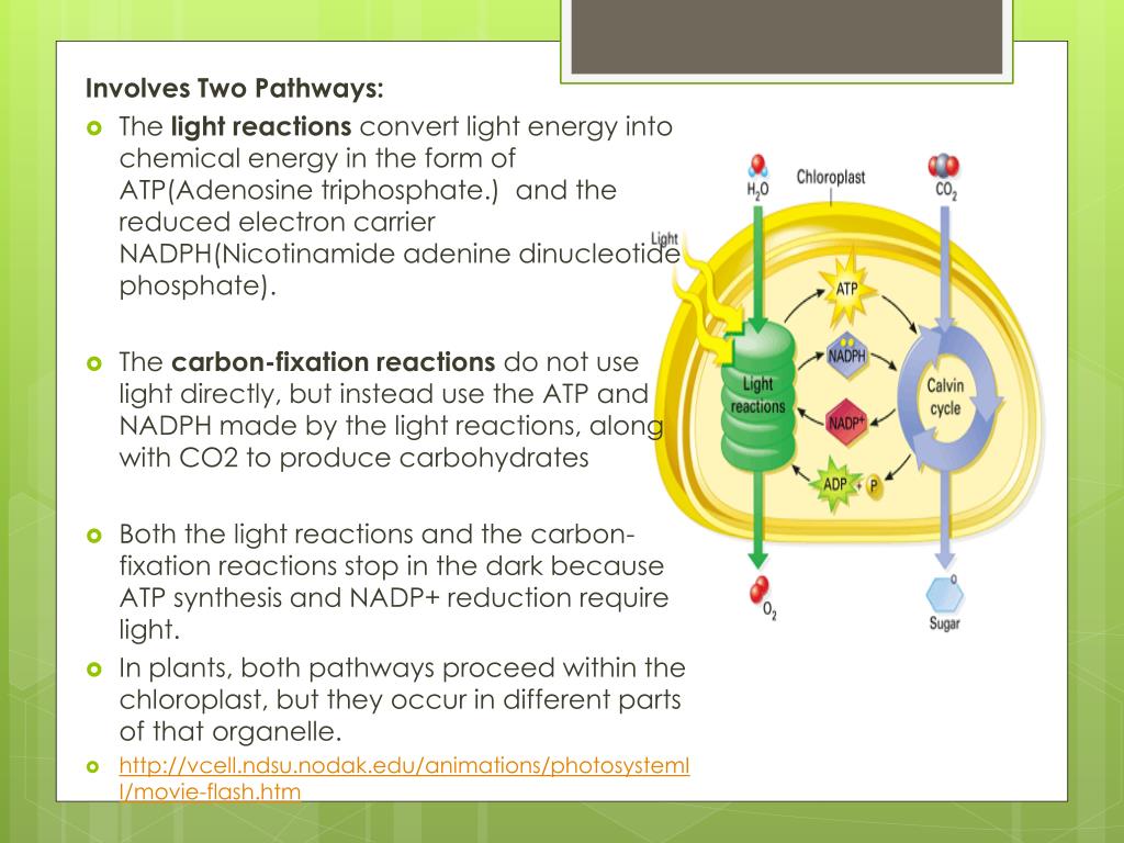 PPT - Concept 6.5 Photosynthesis, Light energy, and Chemical Energy ...
