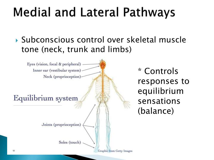PPT - Pathways for sensory information and motor commands PowerPoint ...