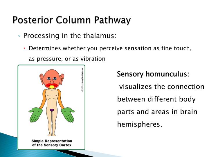 PPT - Pathways for sensory information and motor commands PowerPoint ...