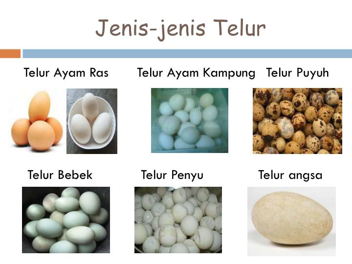 PPT - Telur PowerPoint Presentation - ID:2277619