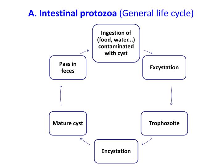 Ppt Parasitology Powerpoint Presentation Id2277763