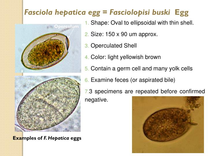 PPT - UMM AL-QURA UNIVERSITY PowerPoint Presentation - ID:2277819