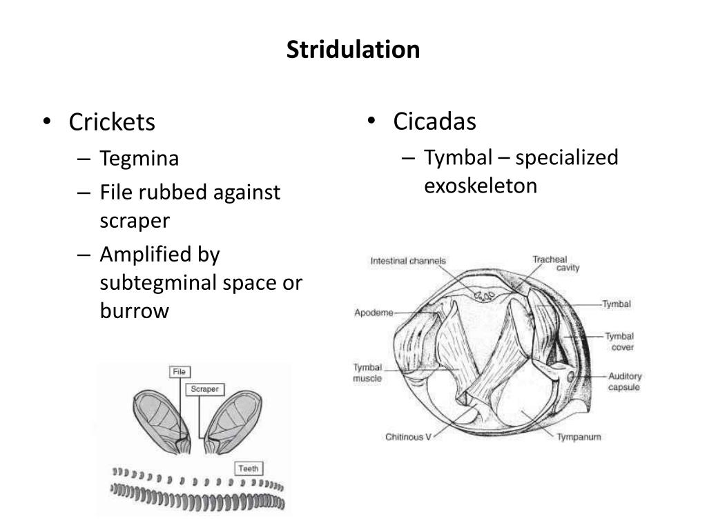 PPT - Ensuring paternity Sheep blow fly, Lucilia cuprina box 5.4 ...