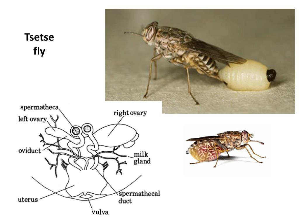 PPT - Ensuring paternity Sheep blow fly, Lucilia cuprina box 5.4 ...