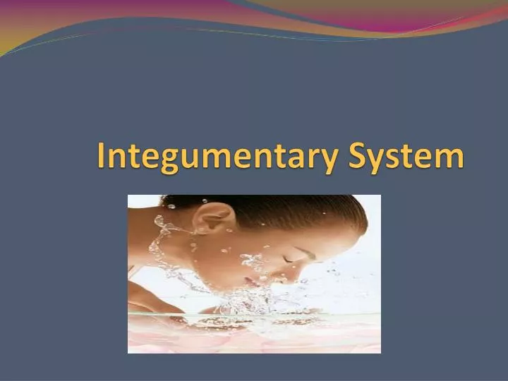 PPT - Integumentary System PowerPoint Presentation, free download - ID ...