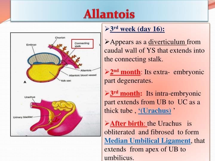 PPT - Fetal Membranes PowerPoint Presentation - ID:2278096