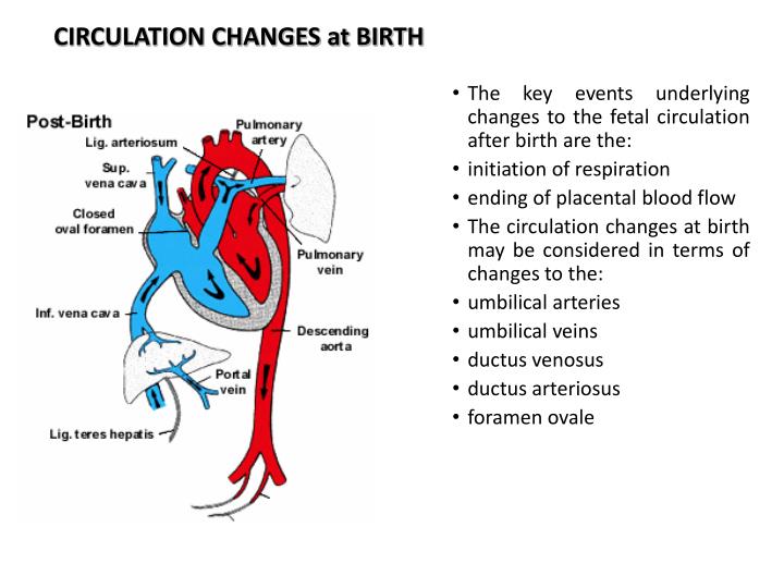 PPT - DEVELOPMENT OF ARTERIES AND VEINS PowerPoint Presentation - ID ...