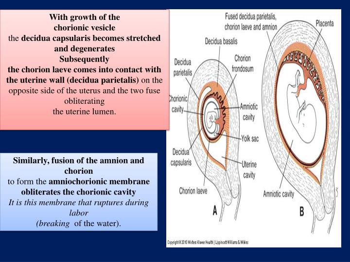 PPT - Fetal membranes PowerPoint Presentation - ID:2278164