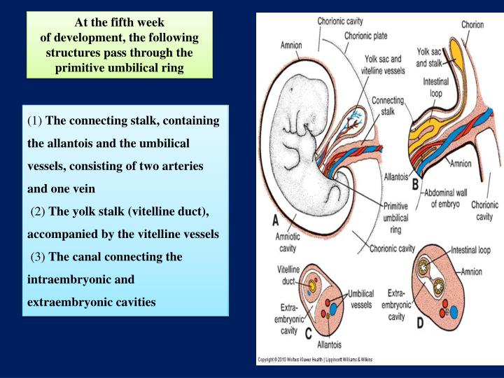 PPT - Fetal membranes PowerPoint Presentation - ID:2278164