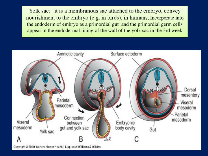 PPT - Fetal membranes PowerPoint Presentation - ID:2278164