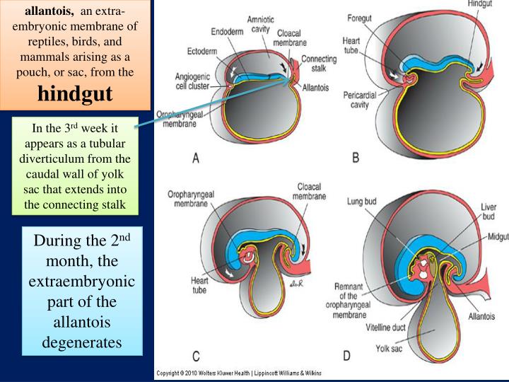 PPT - Fetal membranes PowerPoint Presentation - ID:2278164