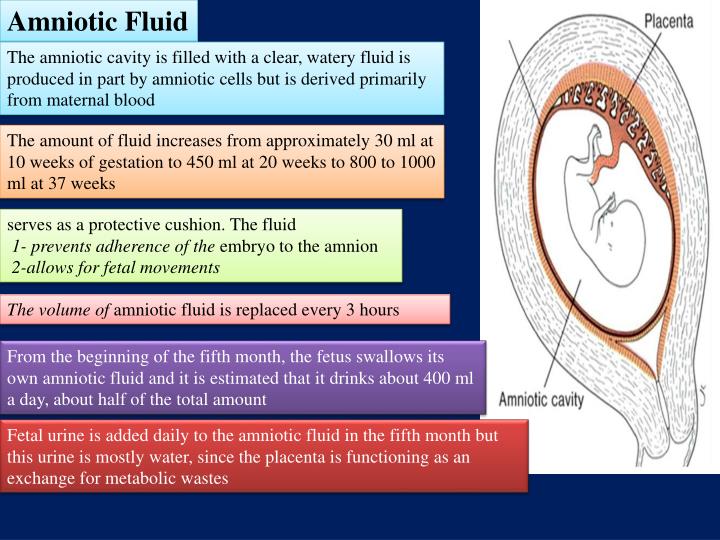 PPT - Fetal membranes PowerPoint Presentation - ID:2278164