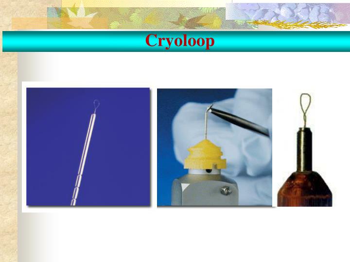 PPT - Vitrification in ART PowerPoint Presentation - ID:2278346
