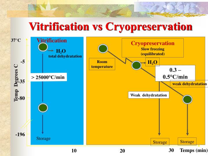 PPT - Vitrification in ART PowerPoint Presentation - ID:2278346