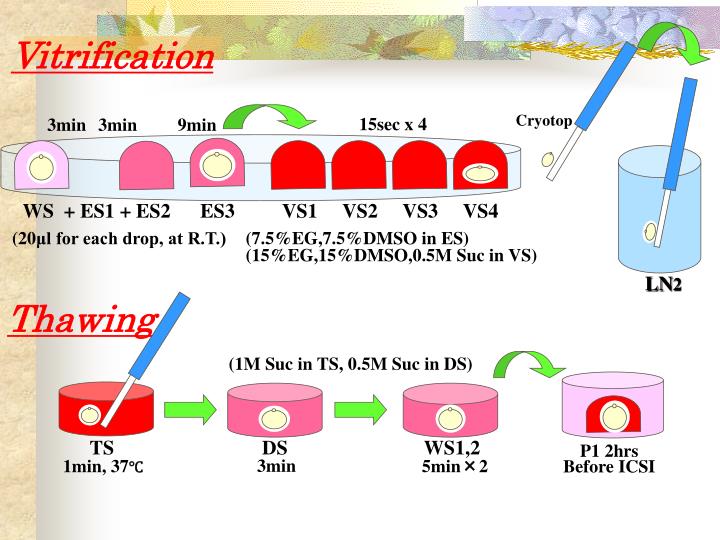 PPT - Vitrification in ART PowerPoint Presentation - ID:2278346
