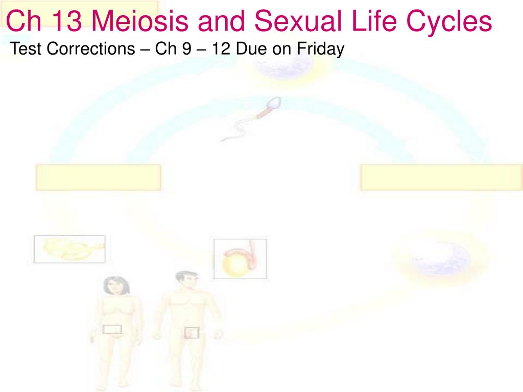 PPT - Ch 13 Meiosis and Sexual Life Cycles PowerPoint Presentation ...