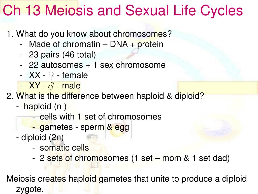 PPT - Ch 13 Meiosis and Sexual Life Cycles PowerPoint Presentation ...