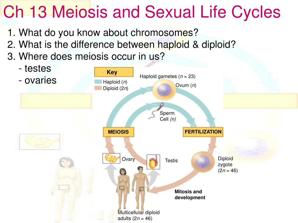 PPT - Ch 13 Meiosis and Sexual Life Cycles PowerPoint Presentation ...