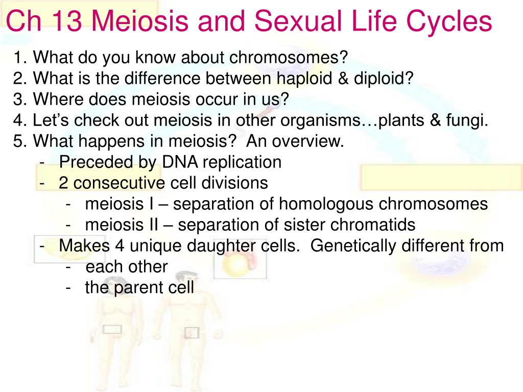 PPT - Ch 13 Meiosis and Sexual Life Cycles PowerPoint Presentation ...