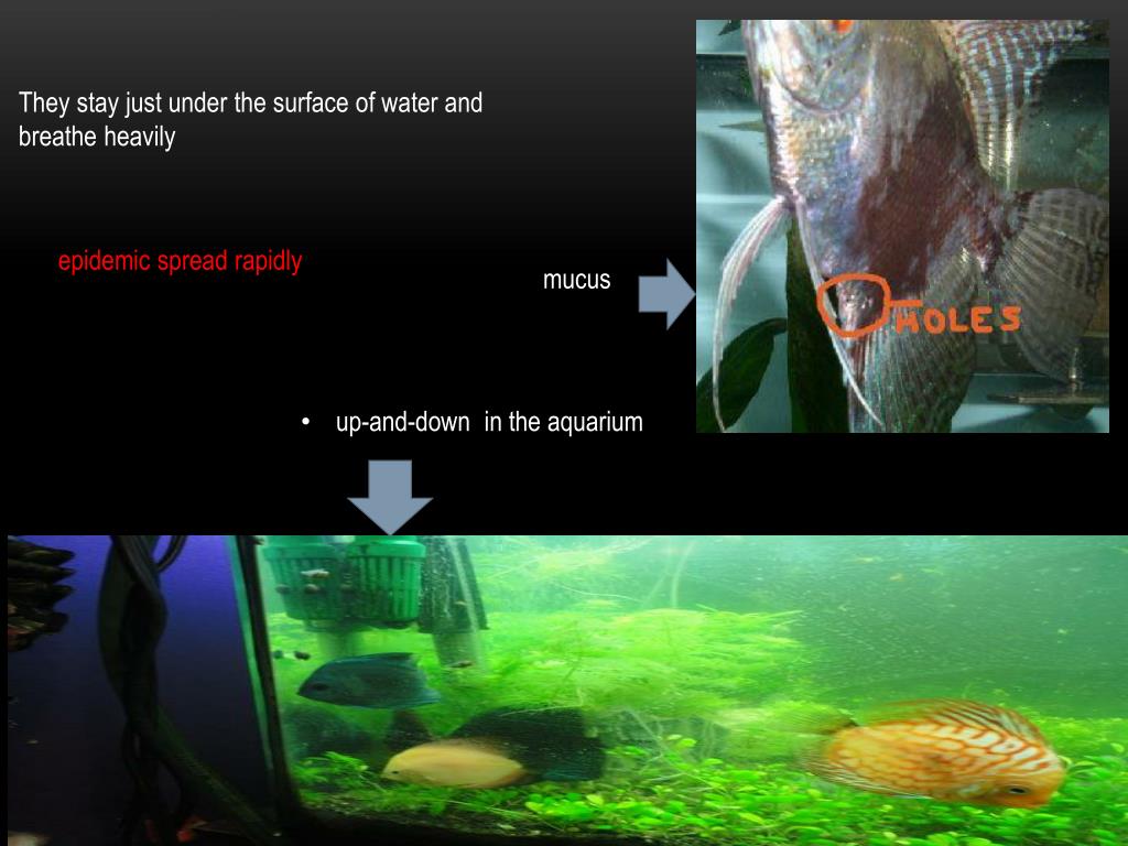 PPT - viral disease in aquarium fish PowerPoint Presentation, free ...