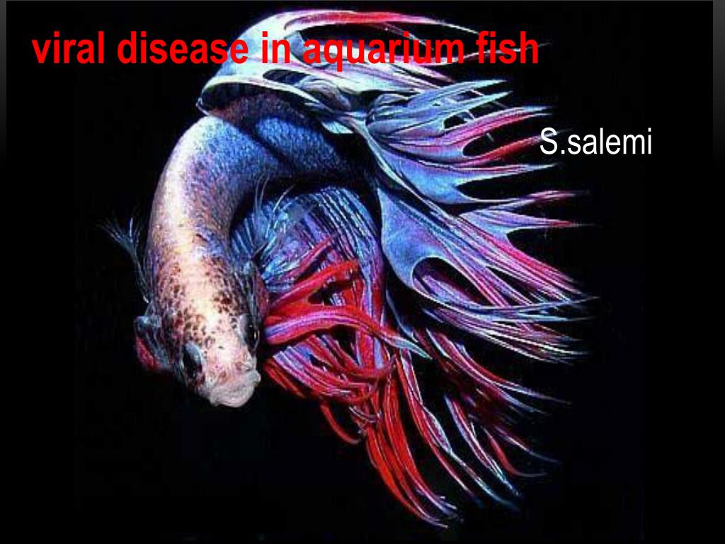PPT - viral disease in aquarium fish PowerPoint Presentation, free ...